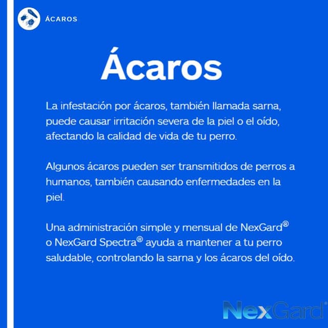 NexGard Spectra Antiplagas Masticable Externo e Interno para Perro de ...